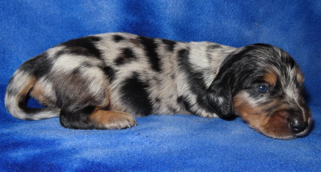 New Puppy Arrivals | Dapple Doxie Miniature Dachshunds