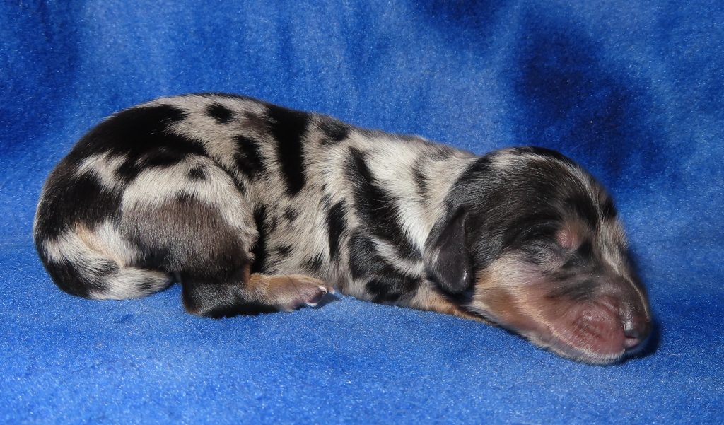 New Puppy Arrivals | Dapple Doxie Miniature Dachshunds