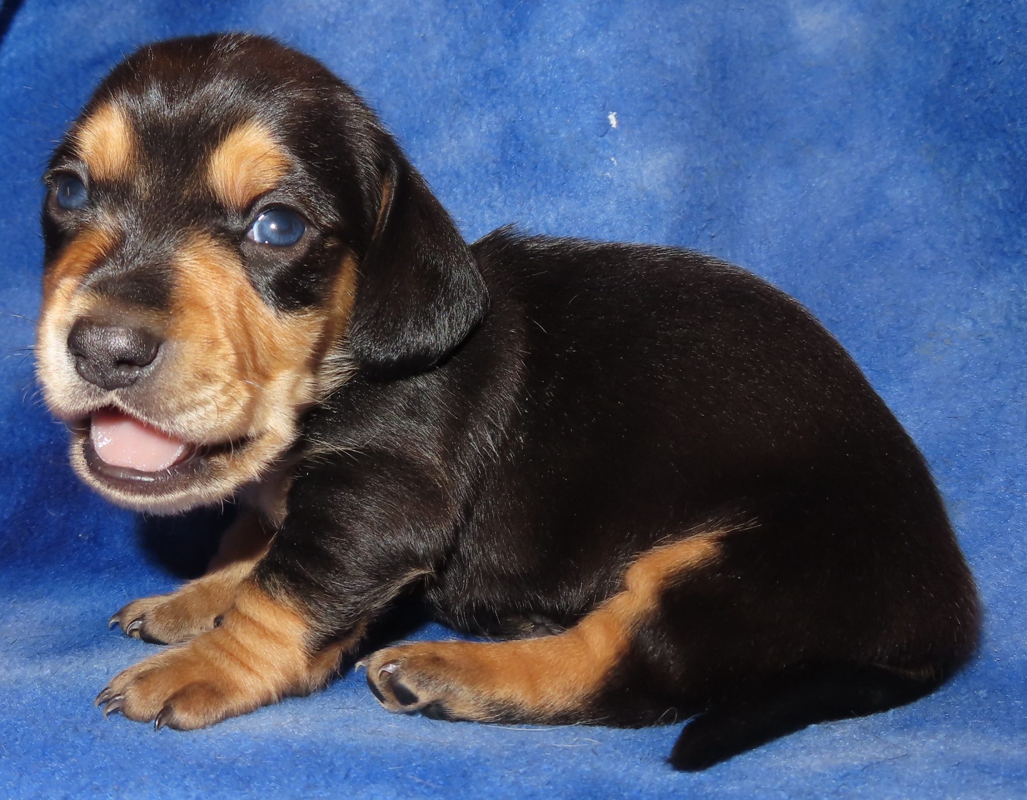 New Puppy Arrivals | Dapple Doxie Miniature Dachshunds