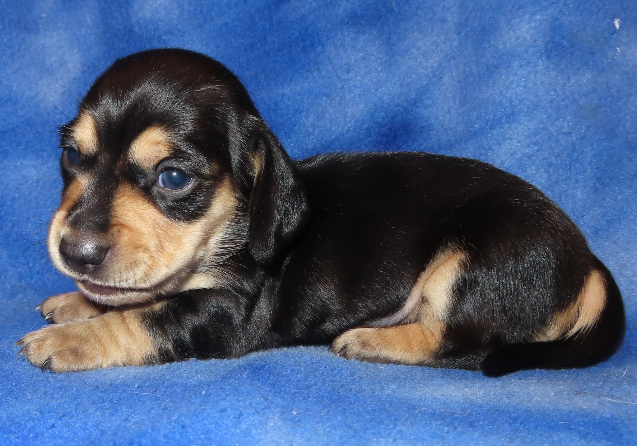 New Puppy Arrivals | Dapple Doxie Miniature Dachshunds