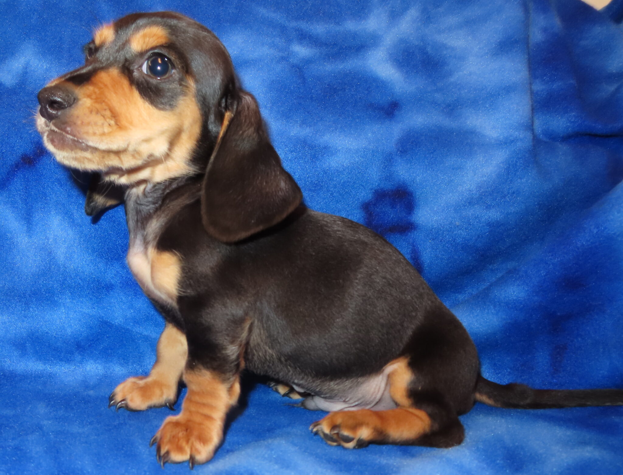 New Puppy Arrivals | Dapple Doxie Miniature Dachshunds